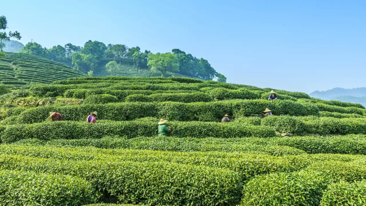 From Leaf to Life: The Impact of Bangladesh Tea - PROMIXCO AGRO PRODUCTS